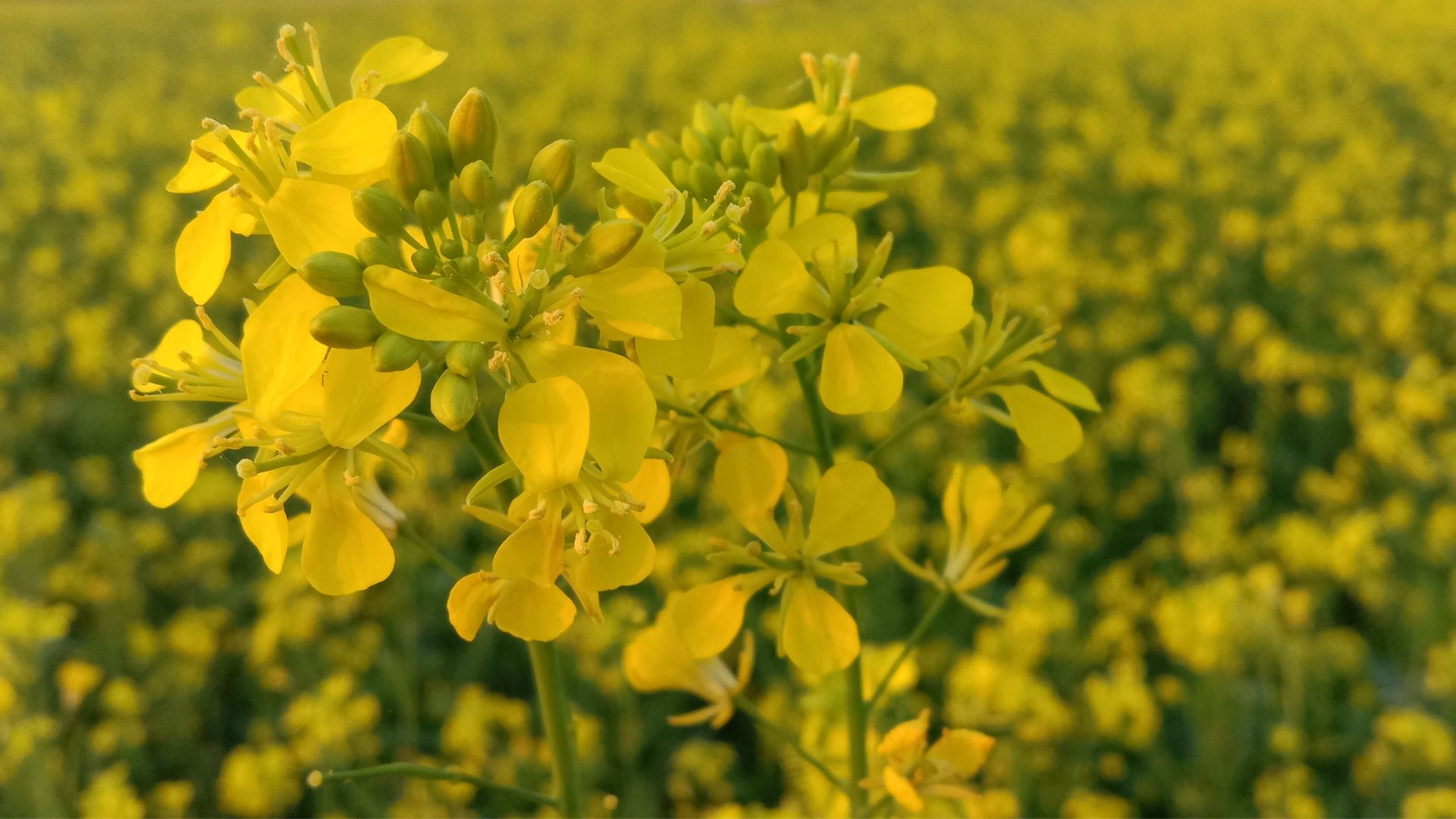 Senape addio, la salsa diventa introvabile: i motivi